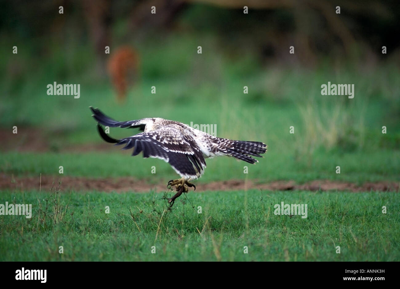An immature Martial Eagle learning to hunt by throwing a stick up in ...