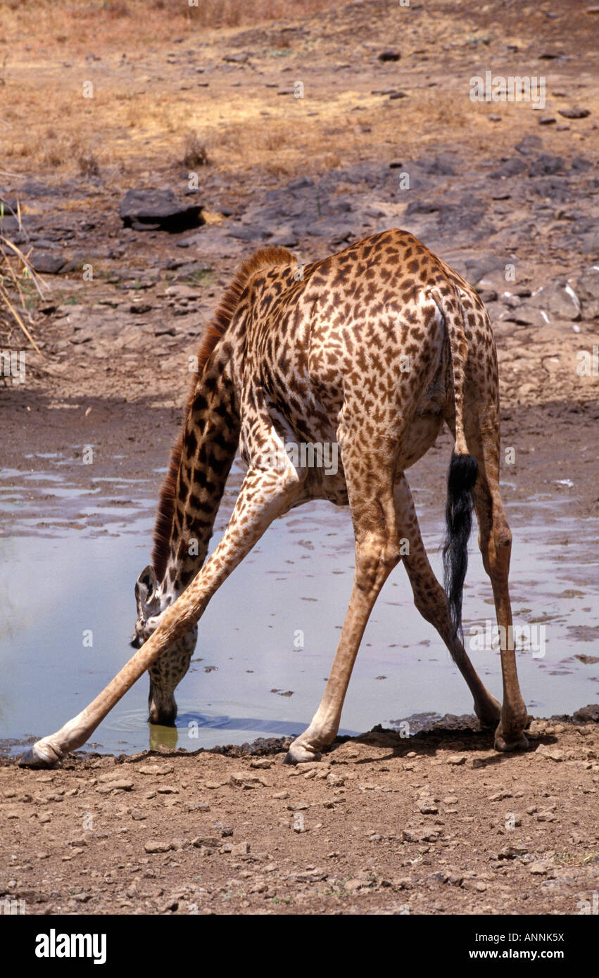 Adult female Masai Giraffe with splayed legs drinking from a small pool ...