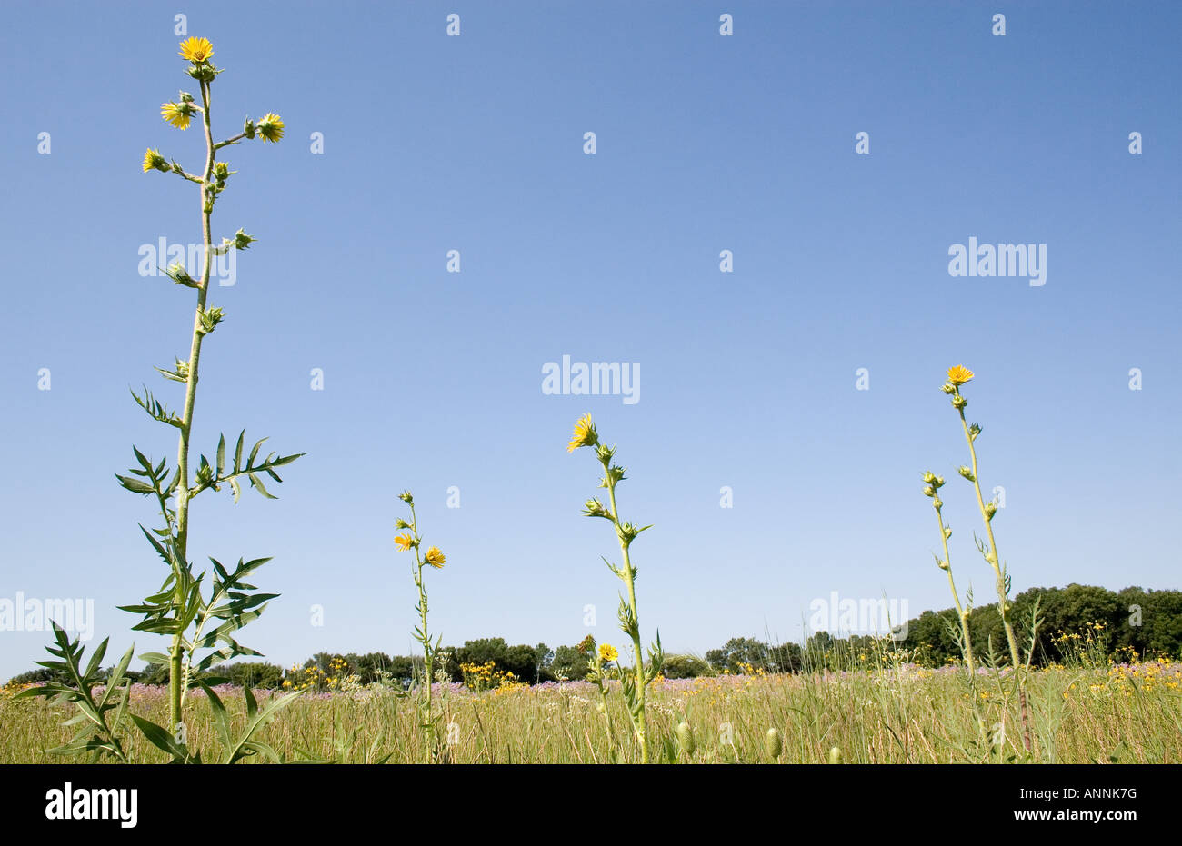 Yellow stocks hi-res stock photography and images - Alamy