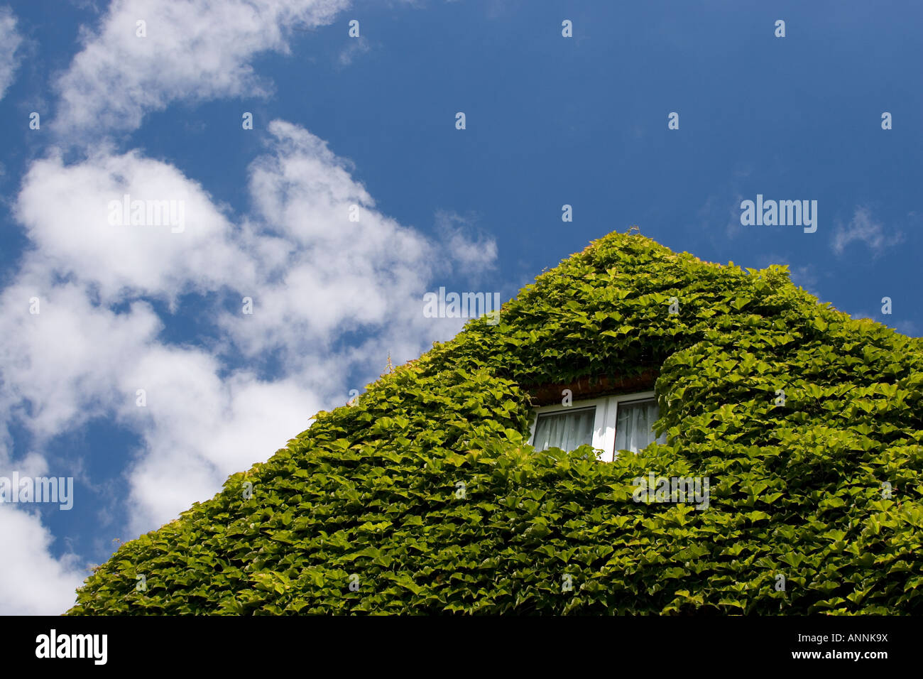Ivy around a window on a wall Stock Photo - Alamy