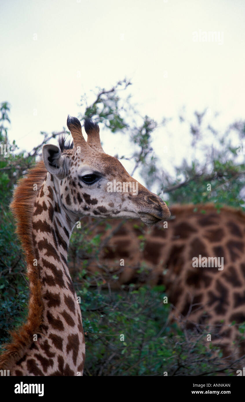 Very young baby Masai Giraffe in tall grass in Nairobi National Park ...