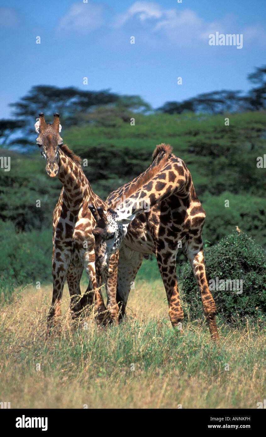 Two adult bull Masai Giraffe neck fighting in Nairobi National Park ...