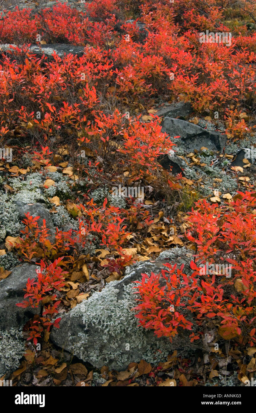 Lowbush blueberry (Vaccinium angustifolium) Autumn shrub with rock ...