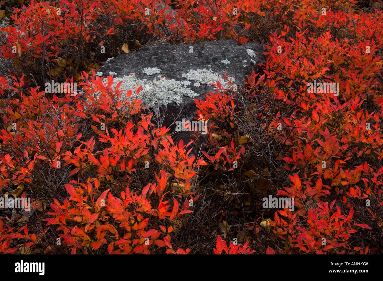 Lowbush blueberry (Vaccinium angustifolium) Autumn shrub with rock ...