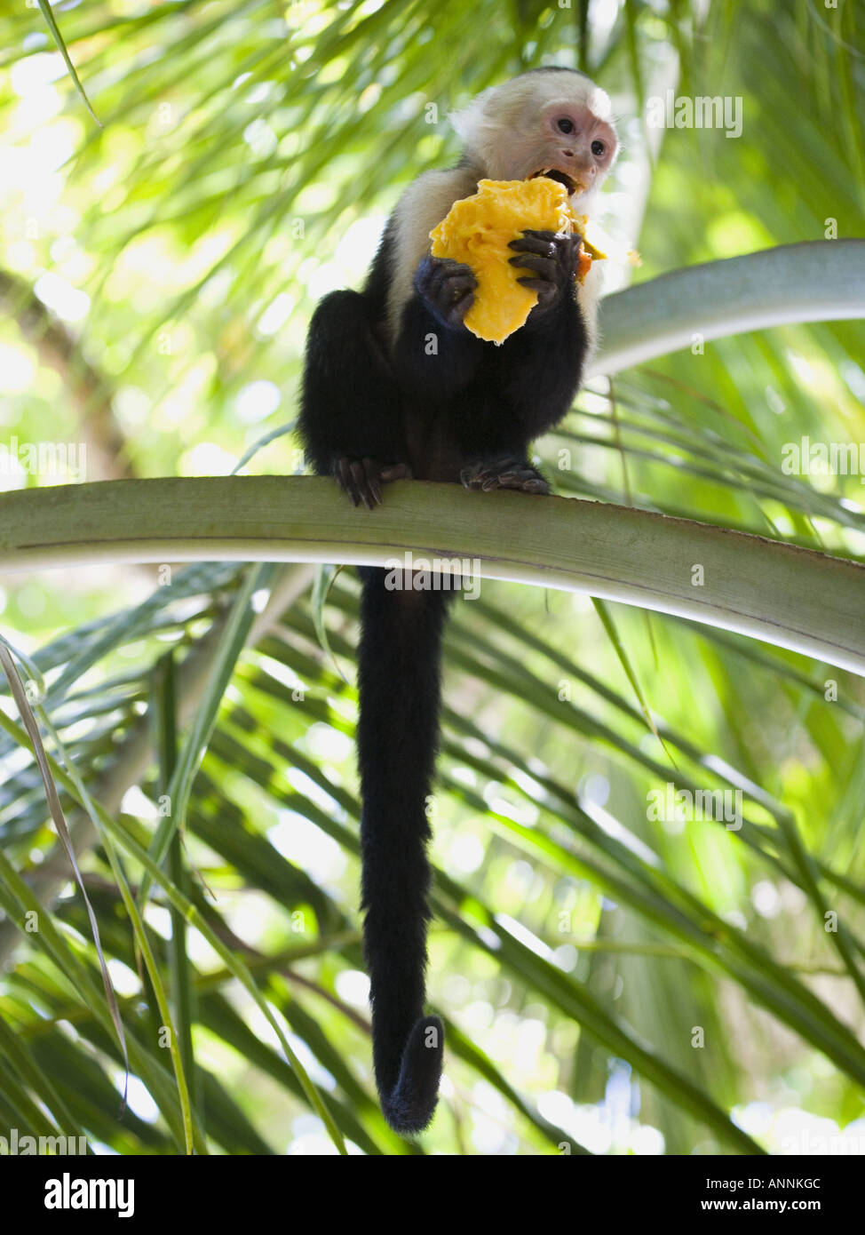 Capuchin Monkeys Diet