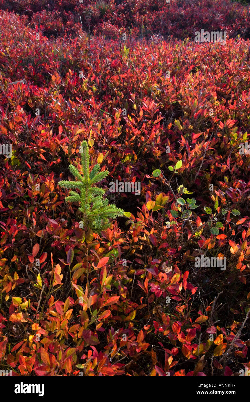 Lowbush blueberry (Vaccinium angustifolium) Autumn shrub with white ...