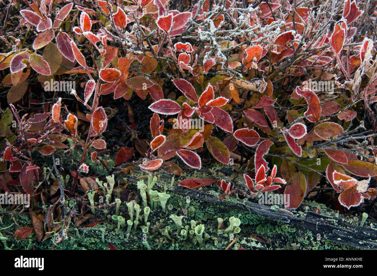 Lowbush blueberry (Vaccinium angustifolium) Frosted autumn shrub with ...