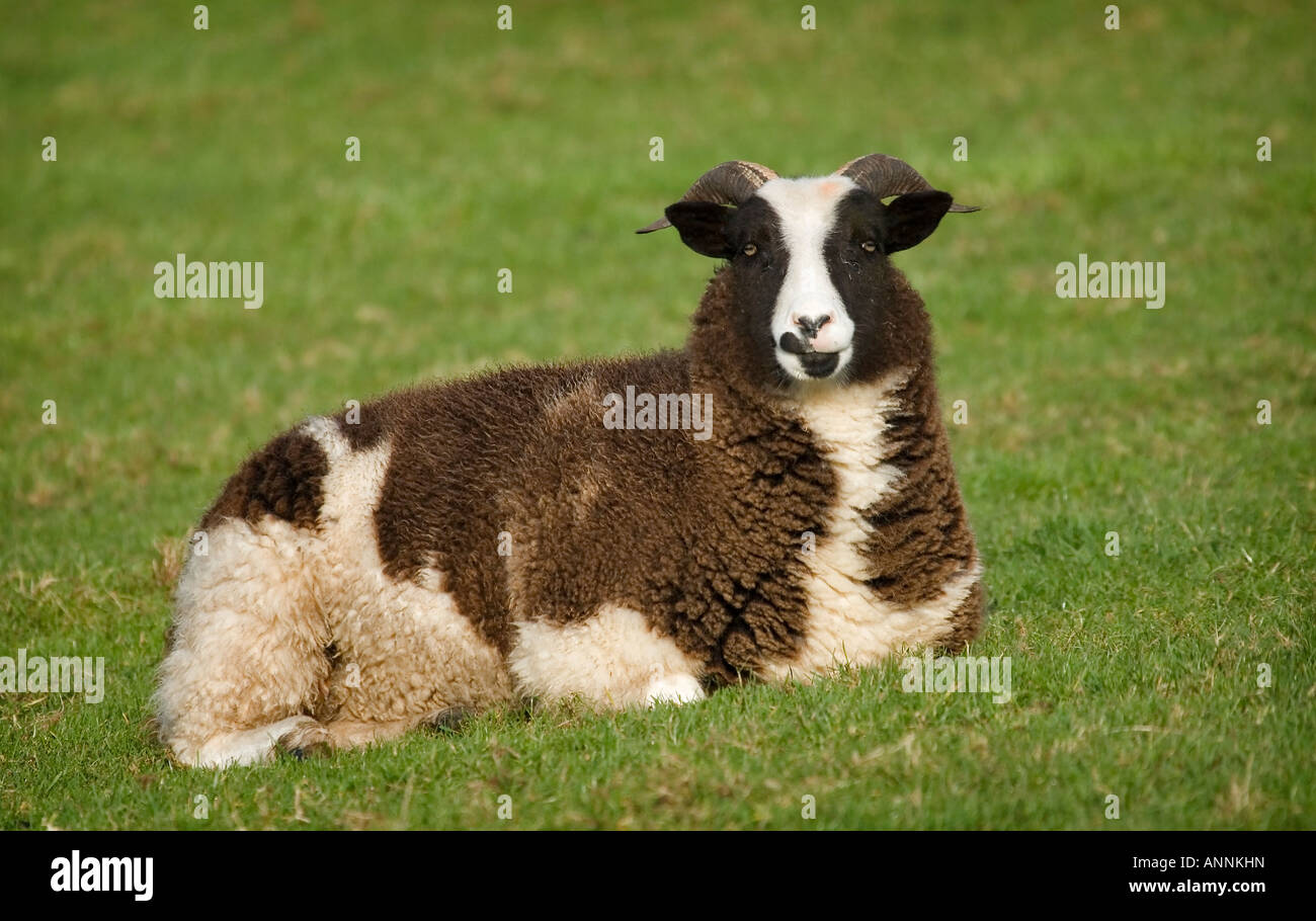 Ram laying down hi-res stock photography and images - Alamy