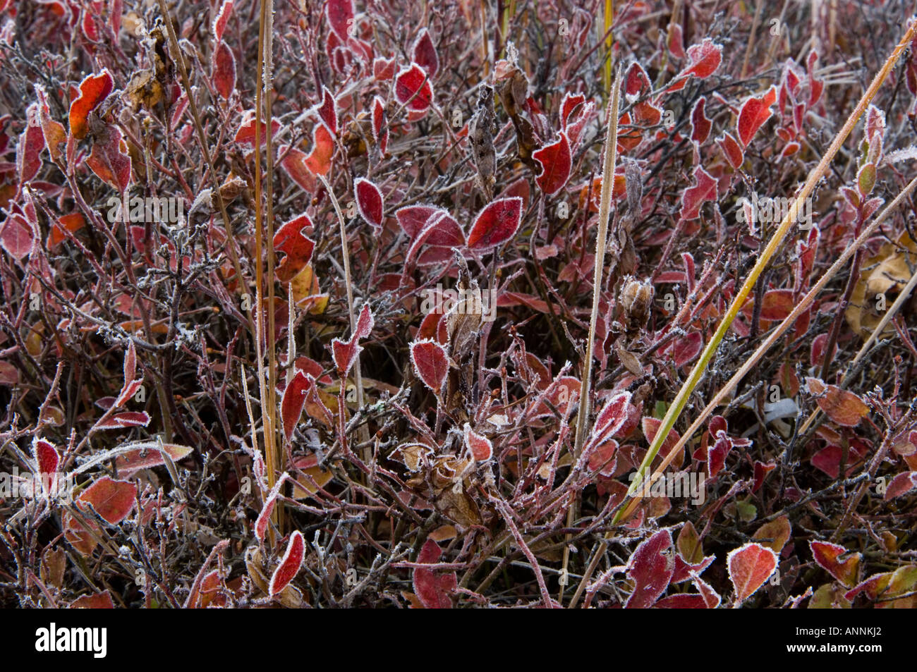 Lowbush blueberry (Vaccinium angustifolium) Frosted autumn shrub with ...