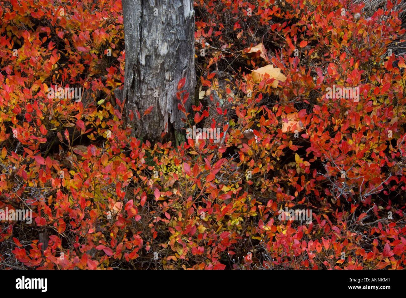 Lowbush blueberry (Vaccinium angustifolium) Autumn shrub with deadwood ...