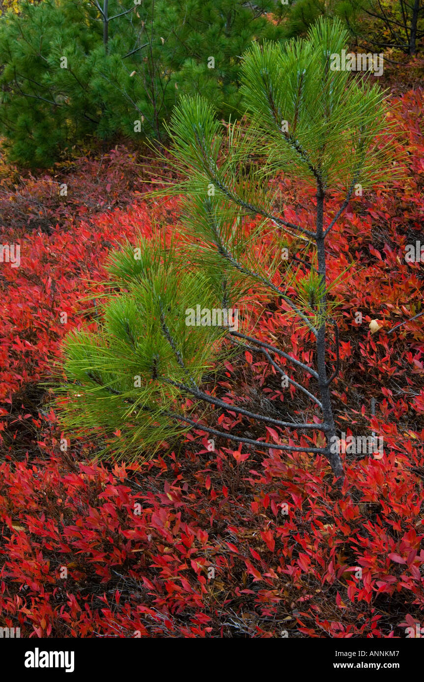 Lowbush blueberry (Vaccinium angustifolium) Autumn shrub with red pine ...