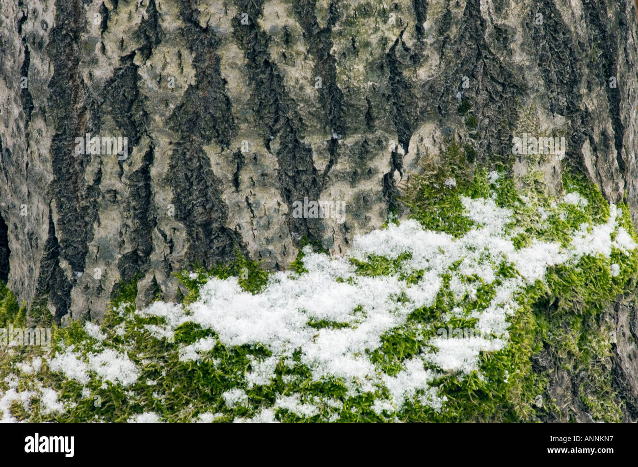 Mosses Moss Beds High Resolution Stock Photography and Images - Alamy