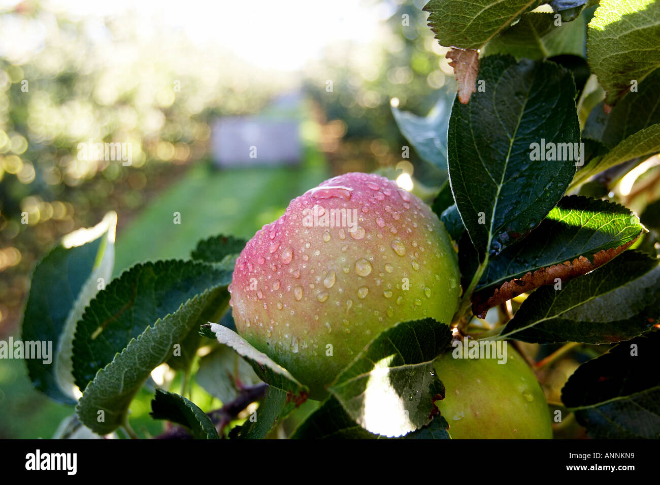 Discovery apples growing on a tree ready to be harvested on a farm in ...