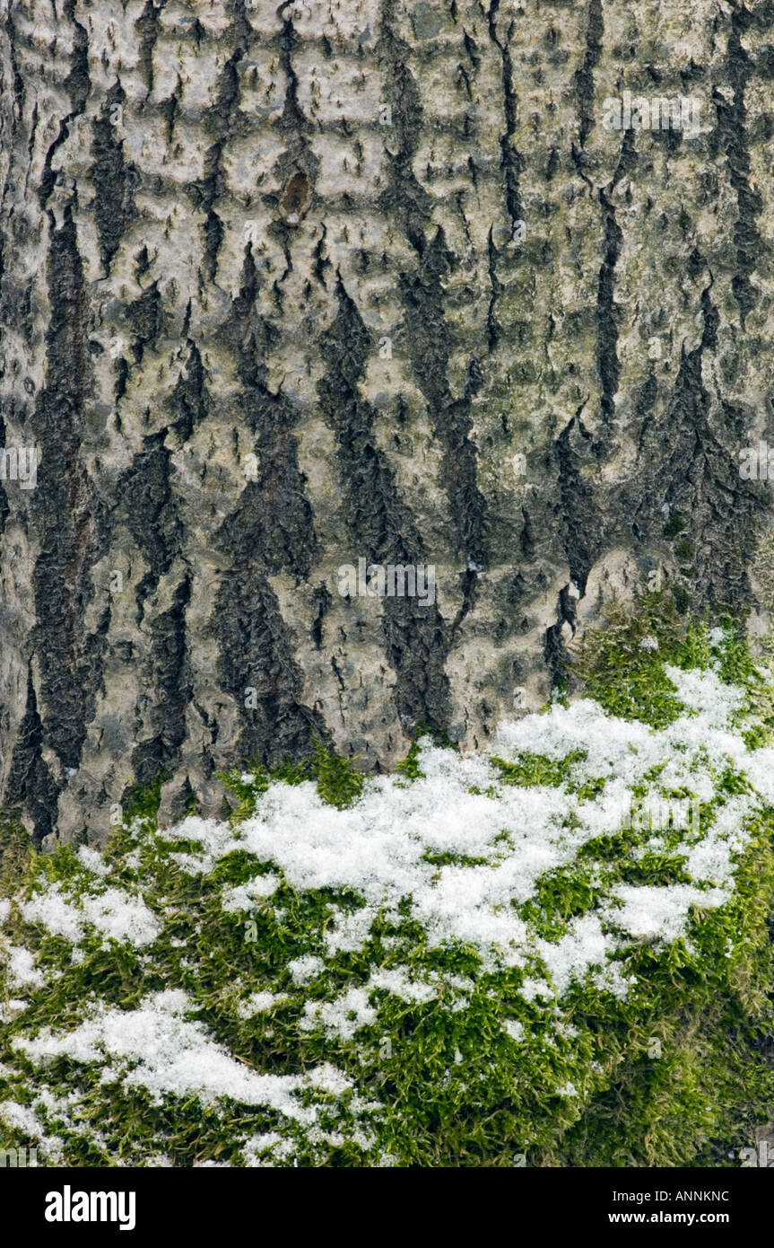 Moss colony With fresh snow at base of poplar tree trunk, Greater ...