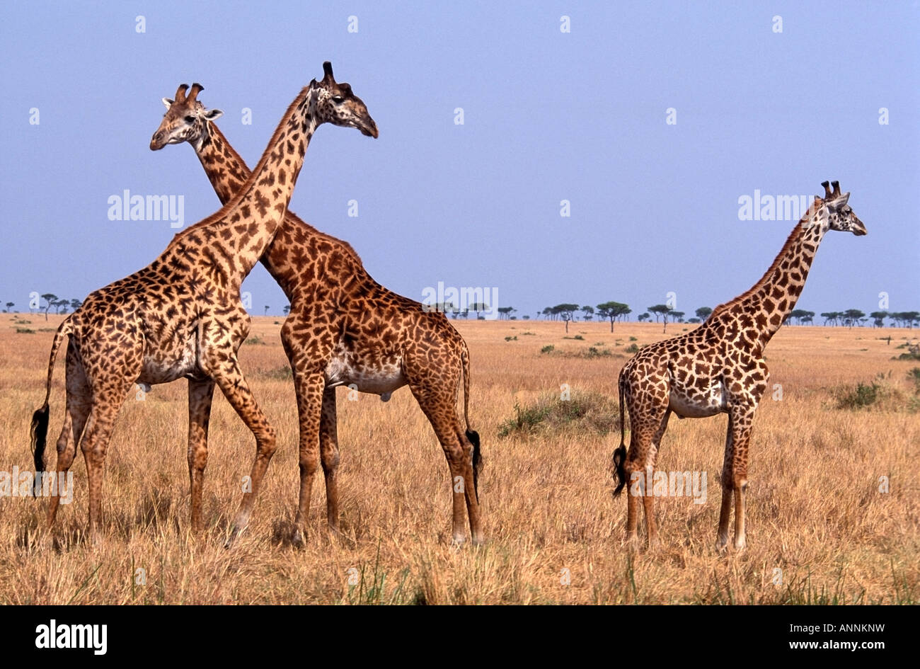 Adult Masai Giraffes neck fighting over a young female Stock Photo - Alamy