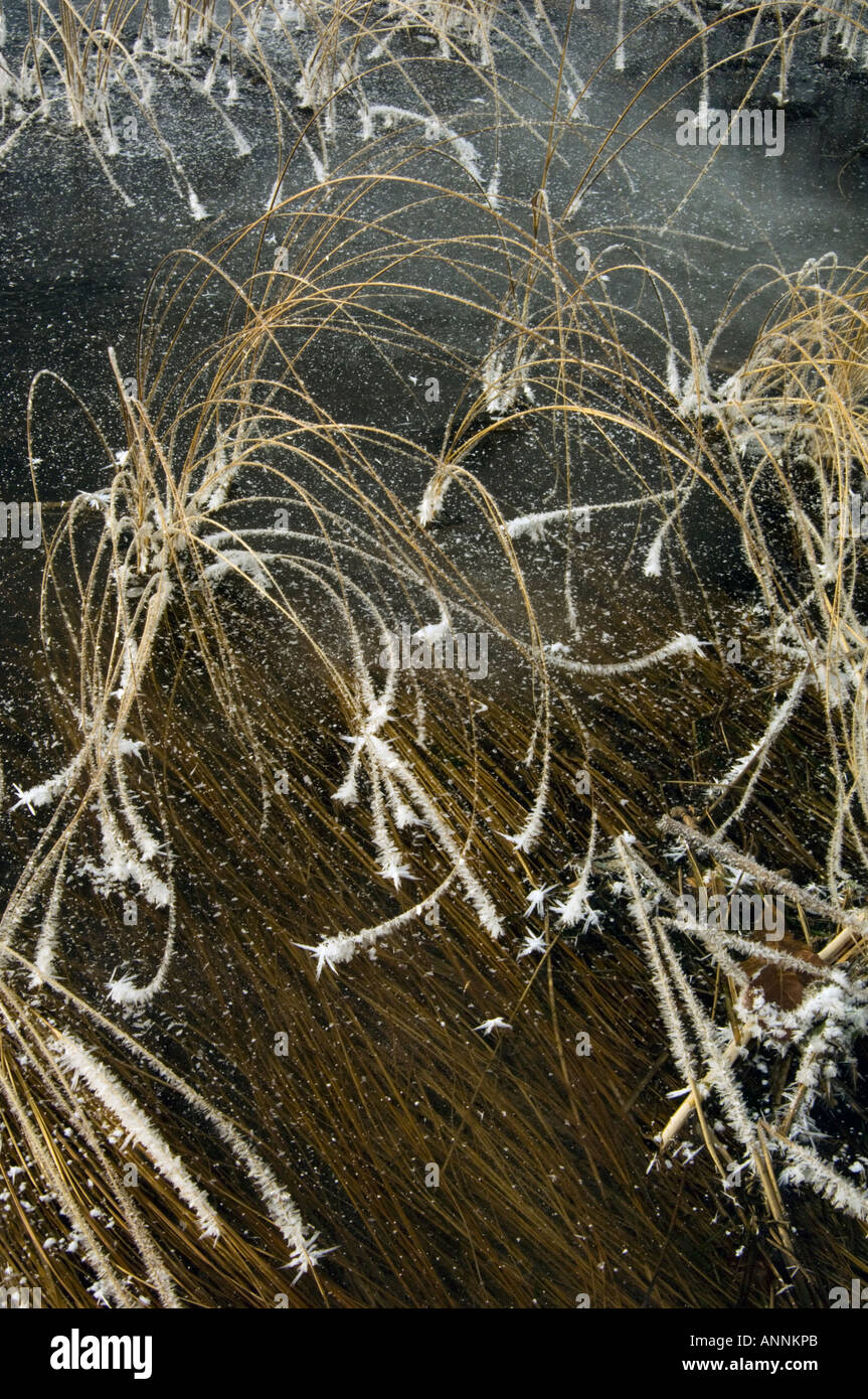 Hardstem bulrush (Scirpus acutus)Frosted colony in early winter ice ...
