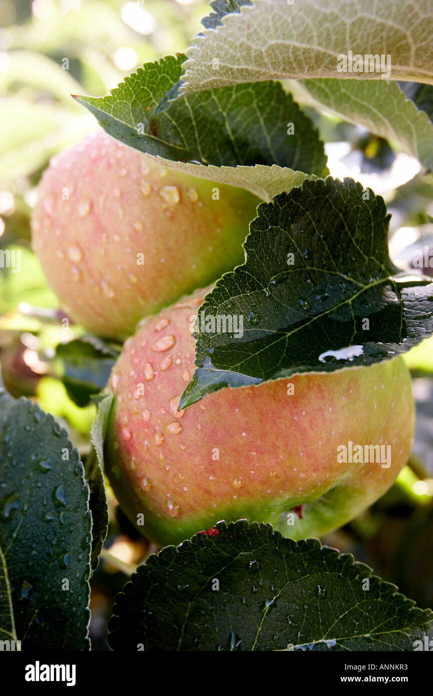 Discovery apples growing on a tree ready to be harvested on a farm in ...
