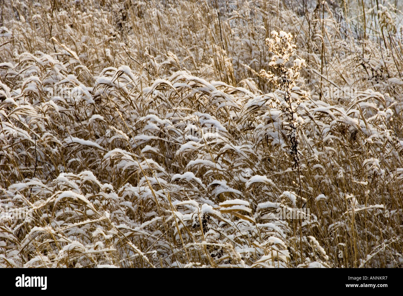 Goldenrod