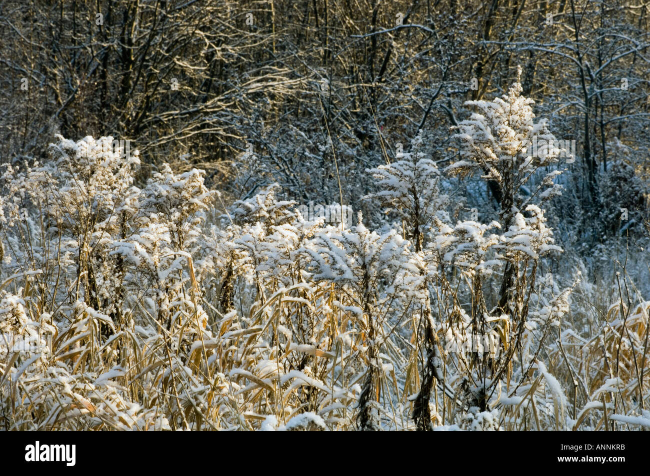 Winter grasses Fresh snow on marsh grasses and dead goldenrod, Greater ...