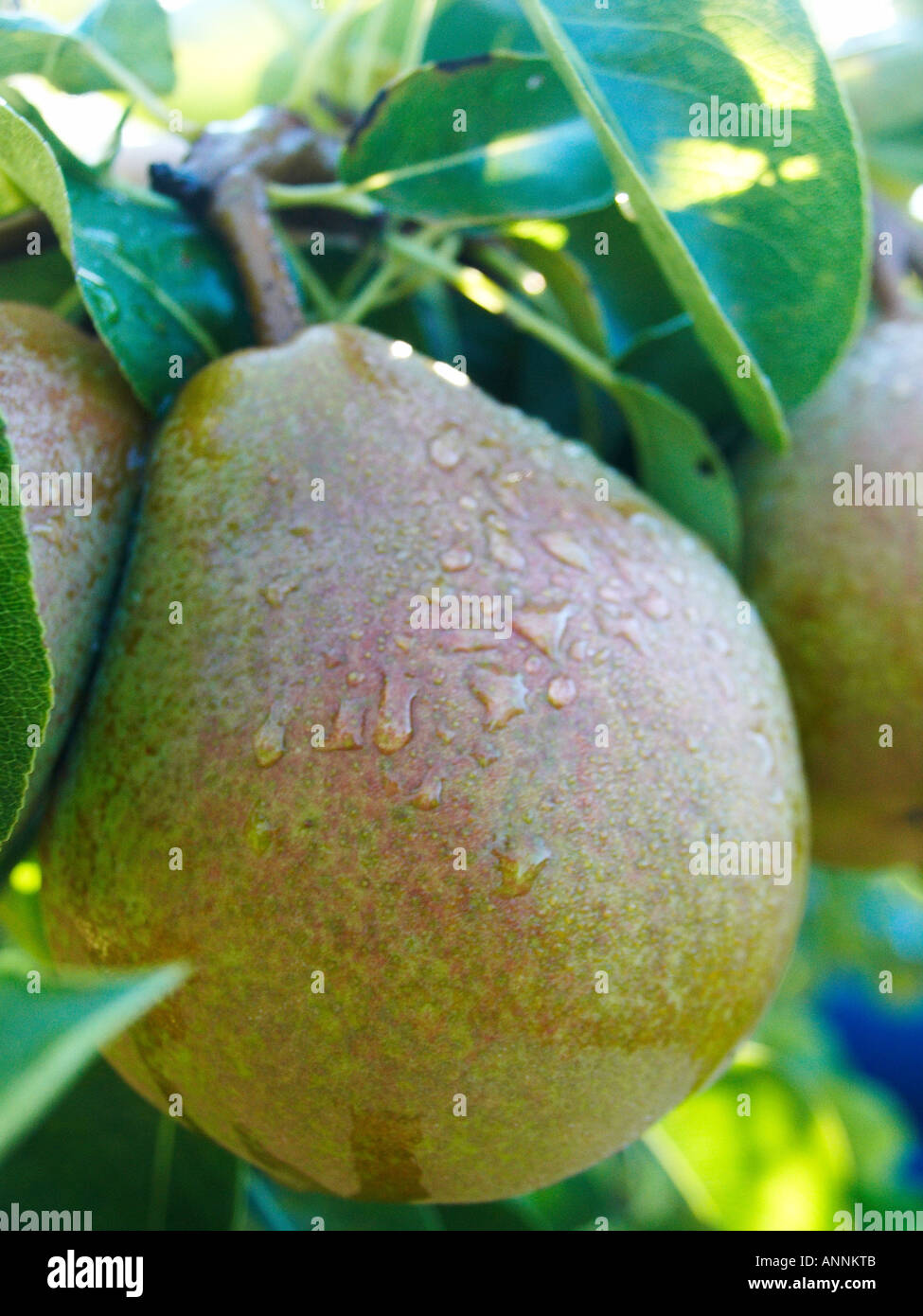Pears growing on the tree Stock Photo - Alamy