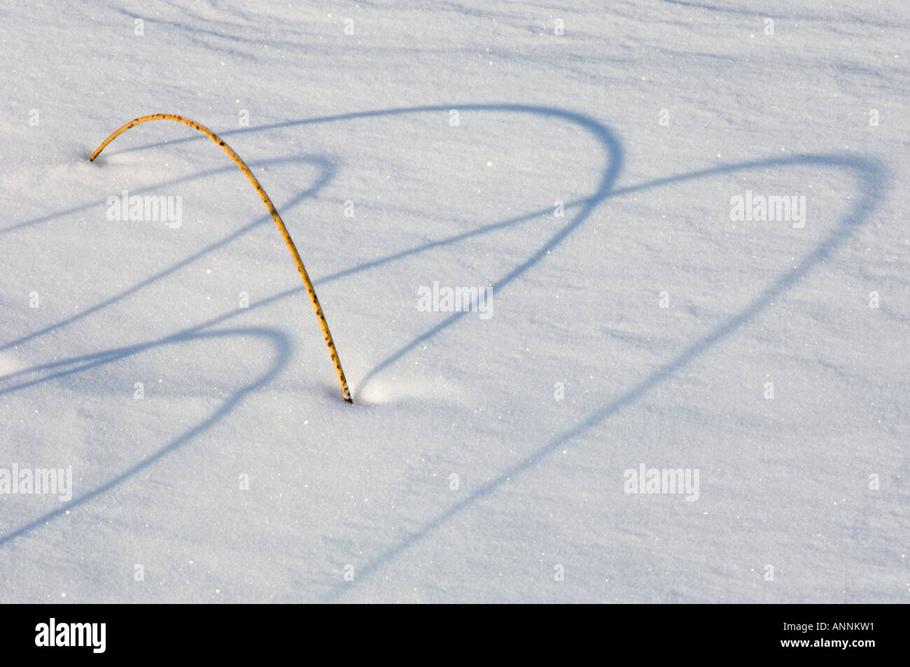 Hardstem bulrush scirpus acutus hi-res stock photography and images - Alamy