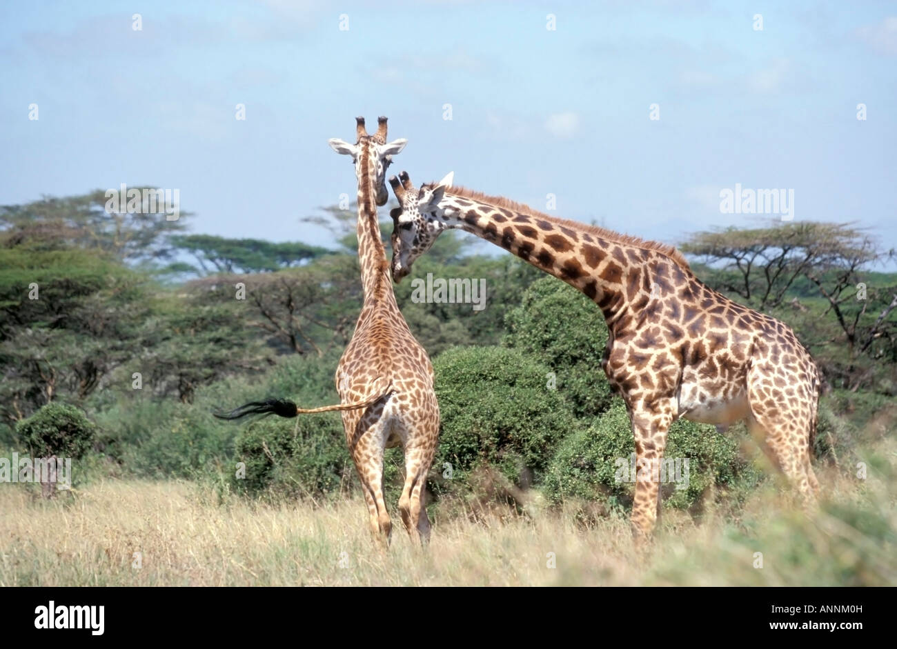 Two adult Masai Giraffe neck fighting for dominance in Nairobi National ...