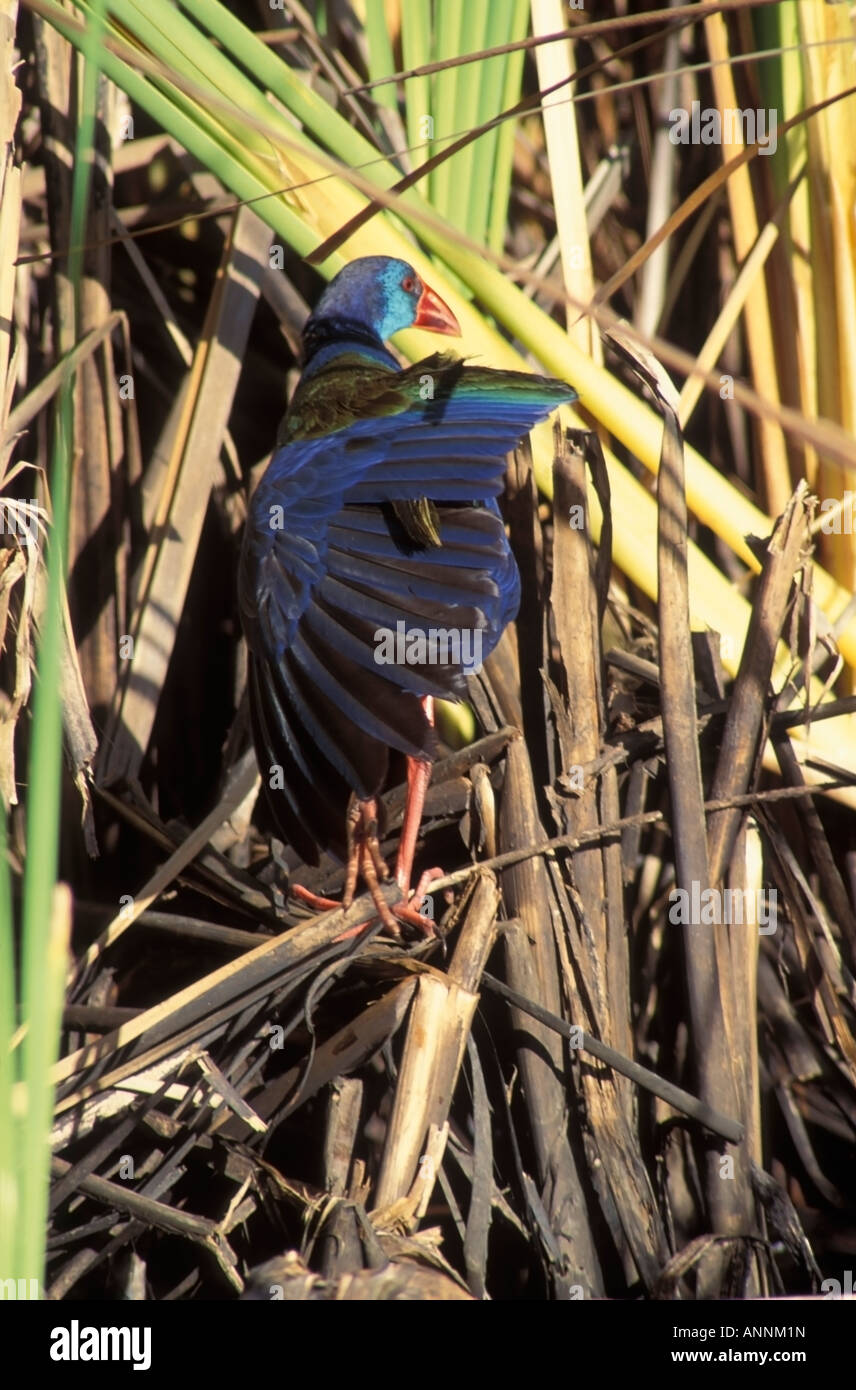 Purple small reed hi-res stock photography and images - Alamy