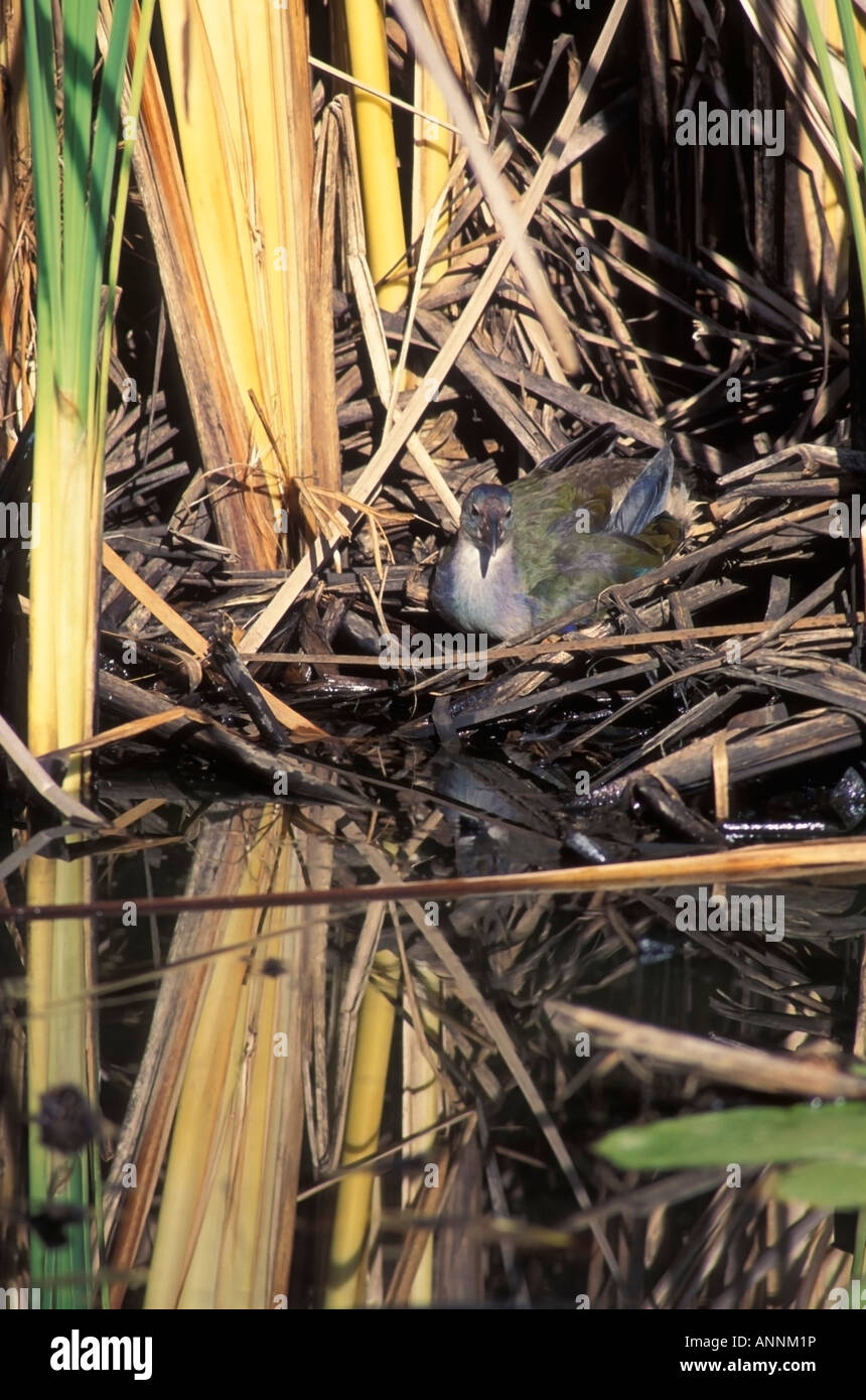 Purple small reed hi-res stock photography and images - Alamy