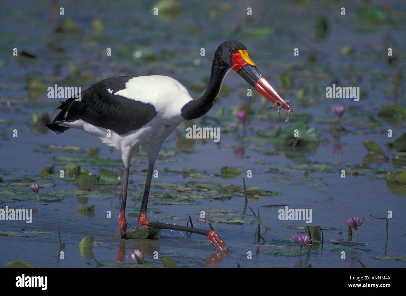 Adult Saddle-billed Stork fishing in a small lake Stock Photo - Alamy