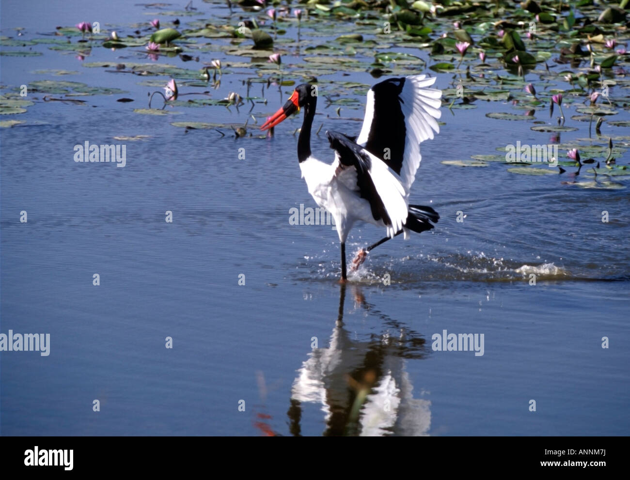Adult Saddle-billed Stork fishing in a small lake Stock Photo - Alamy