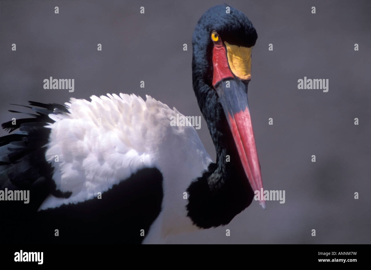 Adult Saddle-billed Stork resting by a small lake Stock Photo - Alamy
