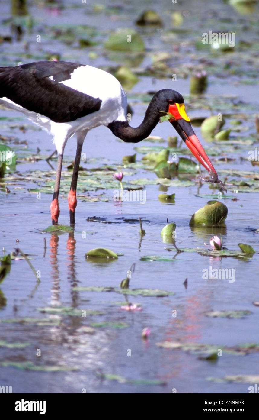 Adult Saddle-billed Stork fishing in a small lake Stock Photo - Alamy