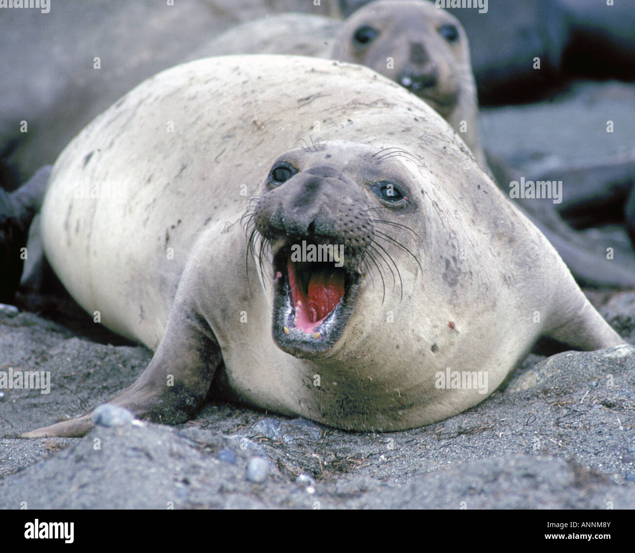 MEXICO BAJA DEL SUR LOWER CALIFORNIA A young female elephant seal on a ...