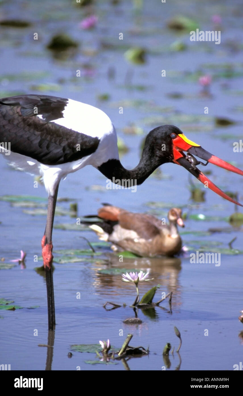 Adult Saddle-billed Stork fishing in a small lake Stock Photo - Alamy