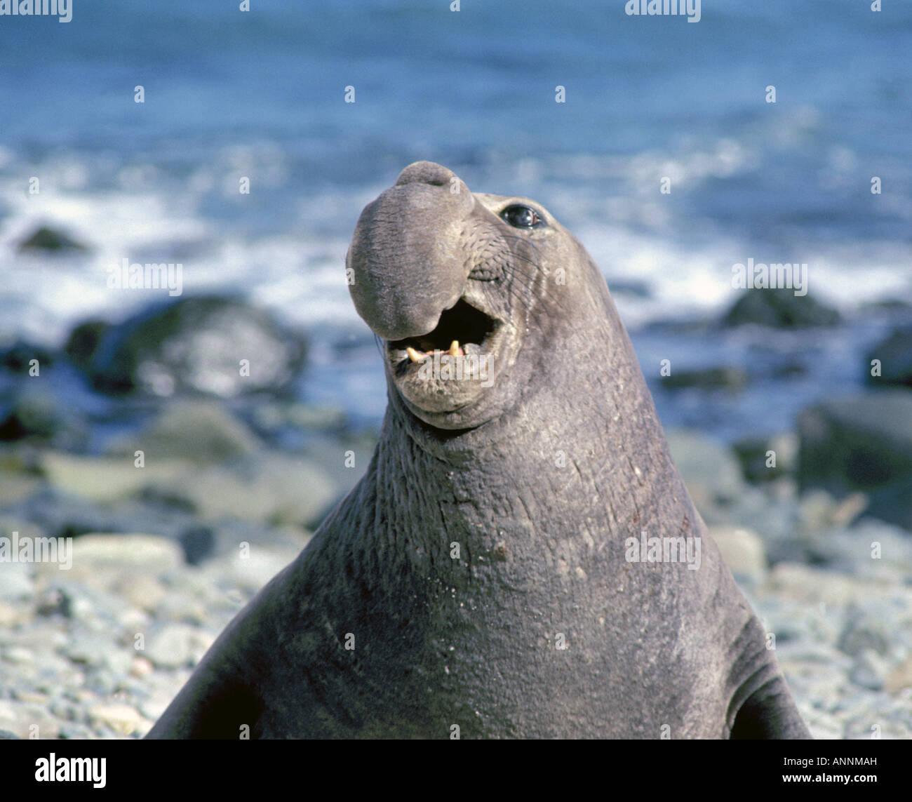 Elephant Seal Bull