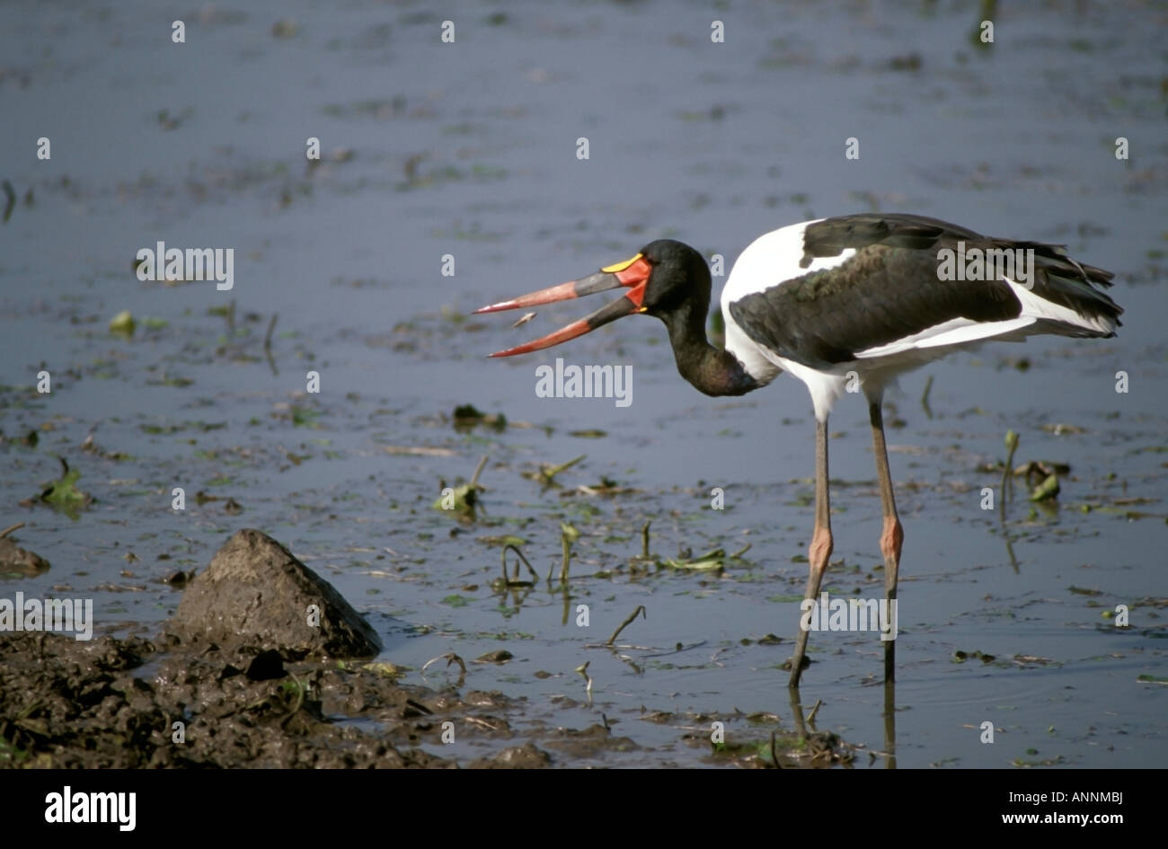 Adult male Saddle Billed Stork feeding on small fish and frogs Stock ...