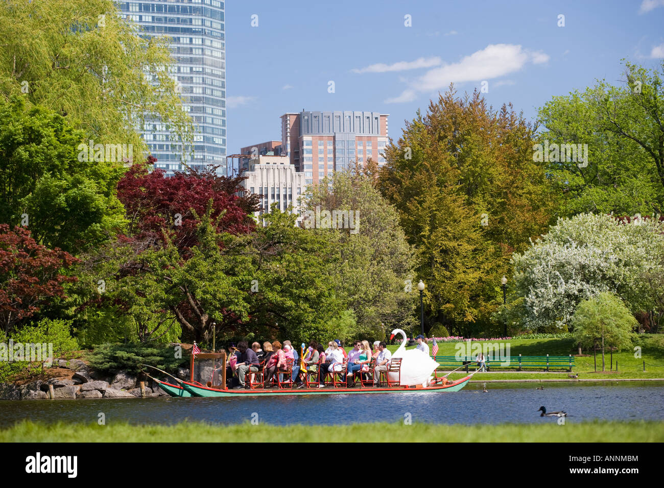 USA Massachusetts Boston swan boats on lake boston common Stock Photo ...