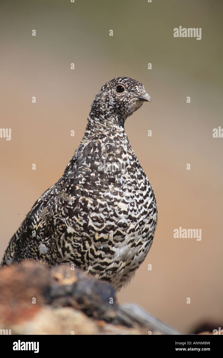 Female Rock Ptarmigan Lagopus mutus Sweeney Mountain British Columbia ...