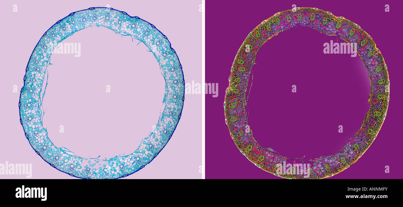 Rice stem microscope hi-res stock photography and images - Alamy