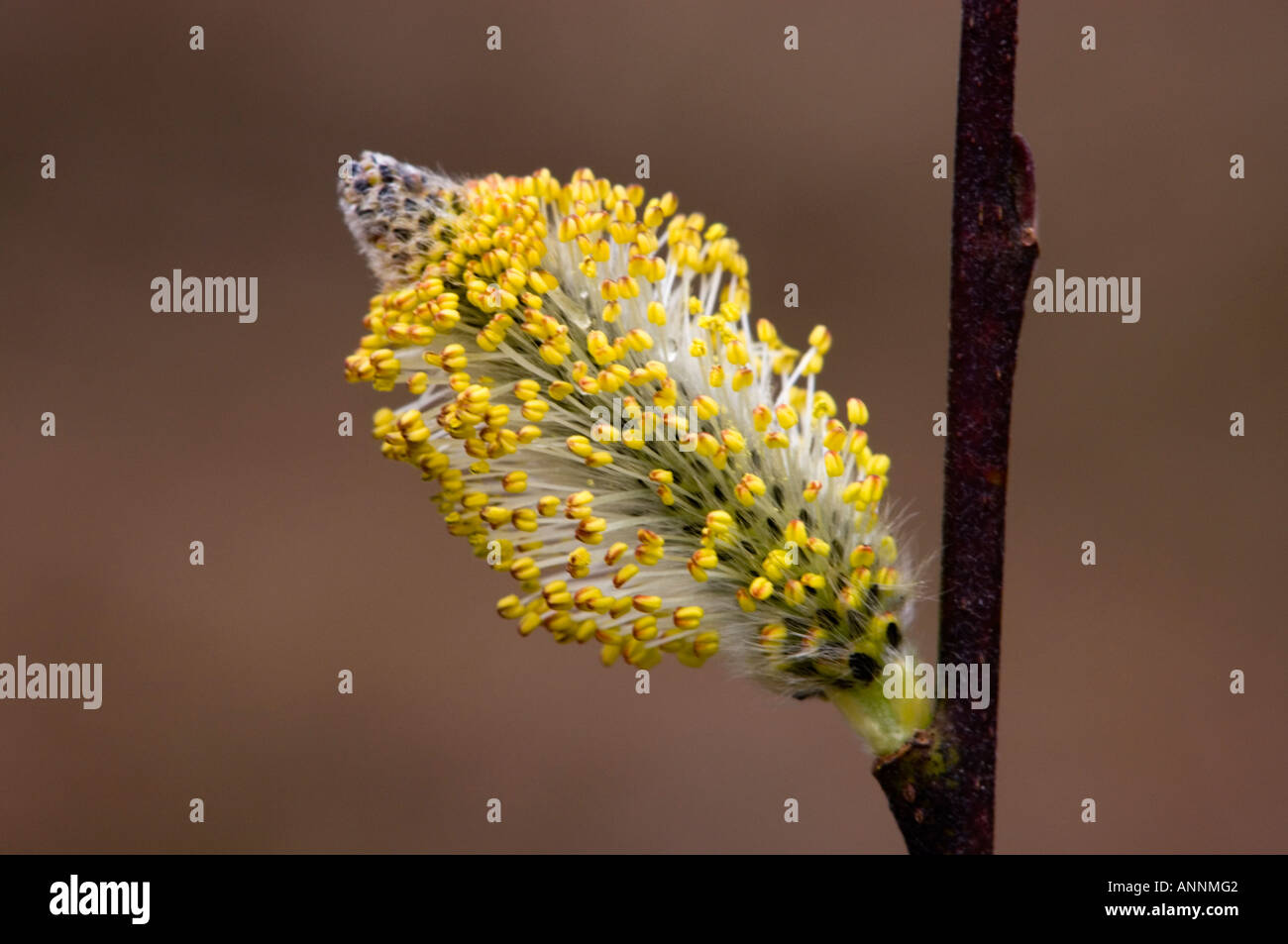 Willow, Salix spp, Catkins, Greater Sudbury, Ontario, Canada Stock ...