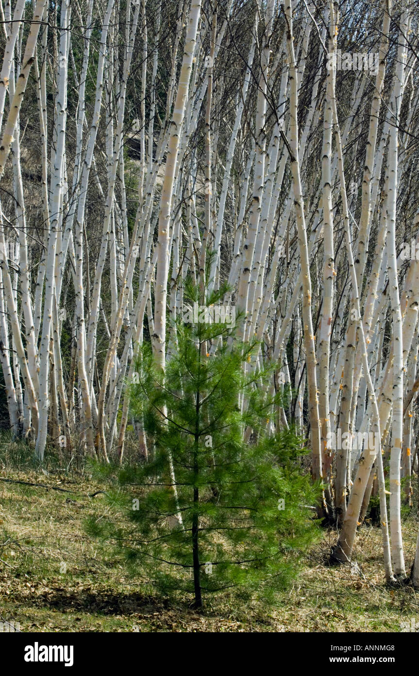 White pine (Pinus strobus) Sapling in birch grove Wanup, Greater ...