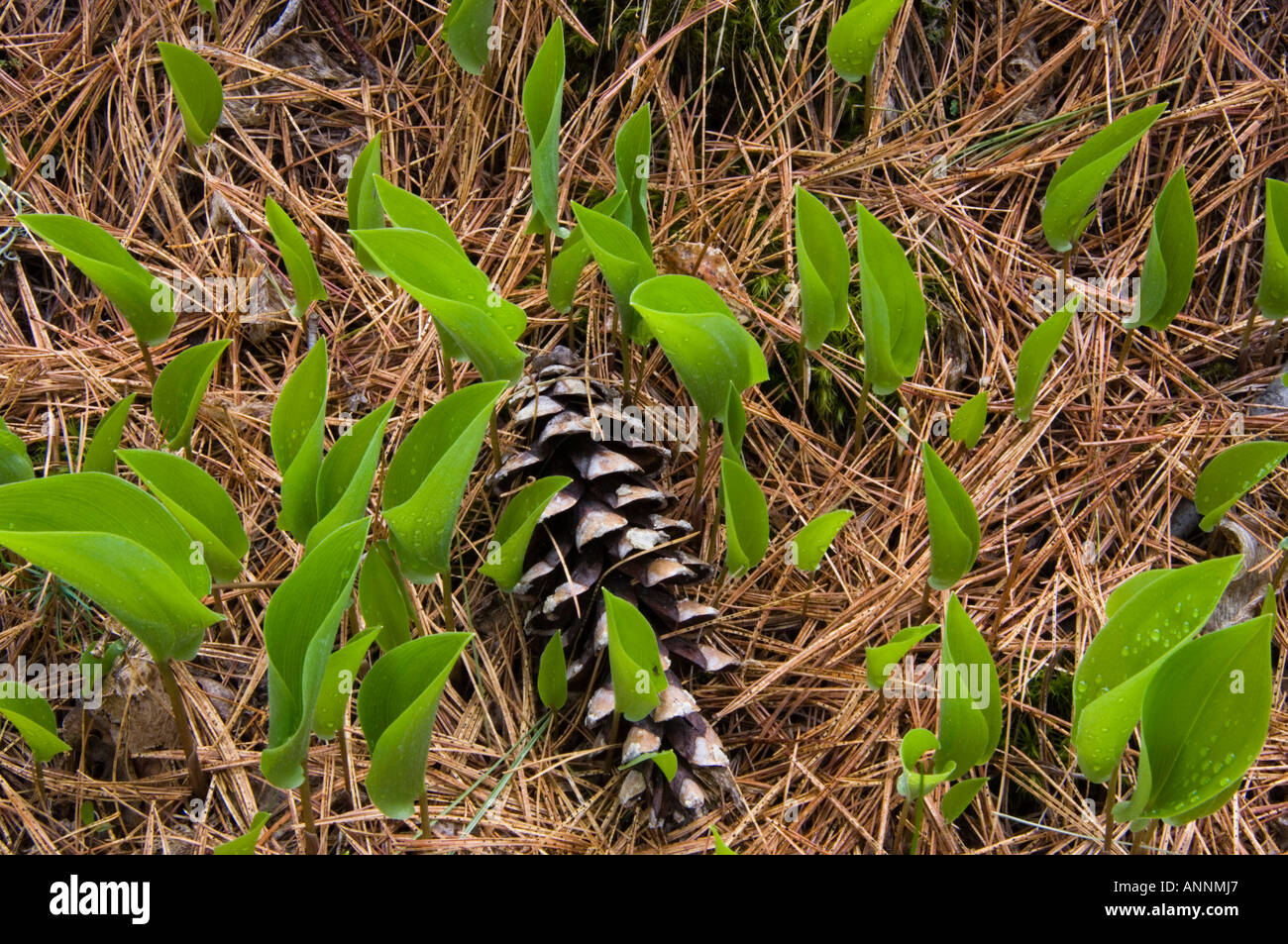 Canada mayflower (Maianthemum canadense) Emerging leaves with pine cone ...