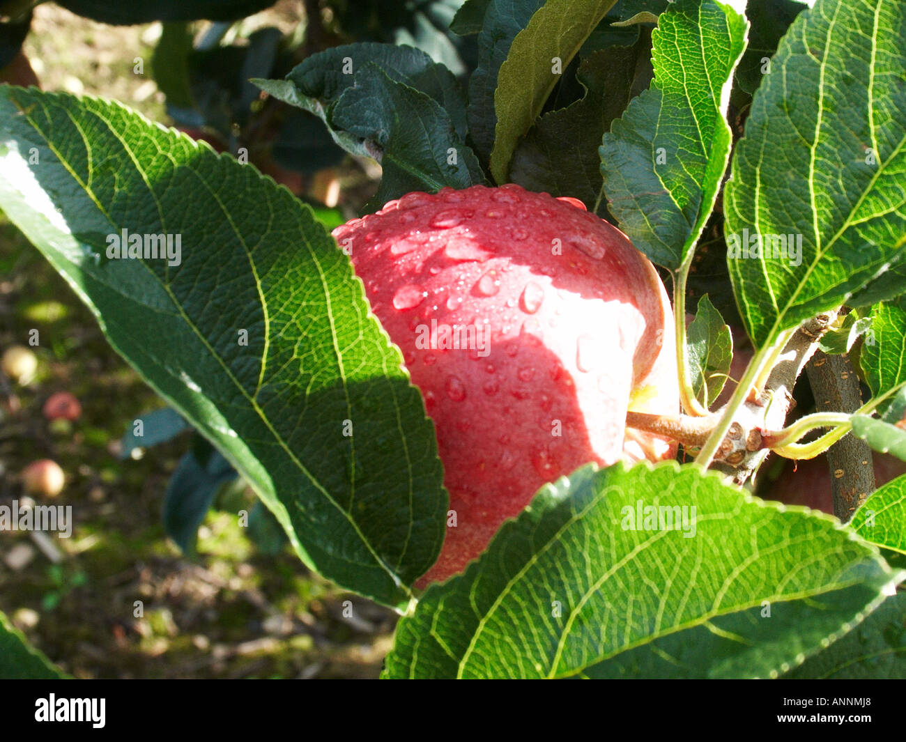 Discovery apples growing on a tree ready to be harvested on a farm in ...
