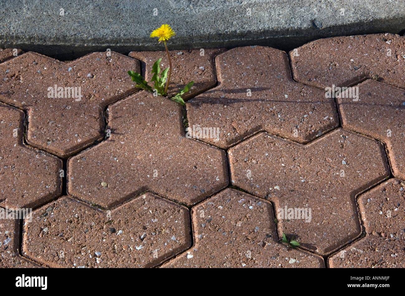 Interlocking Flowers High Resolution Stock Photography and Images - Alamy