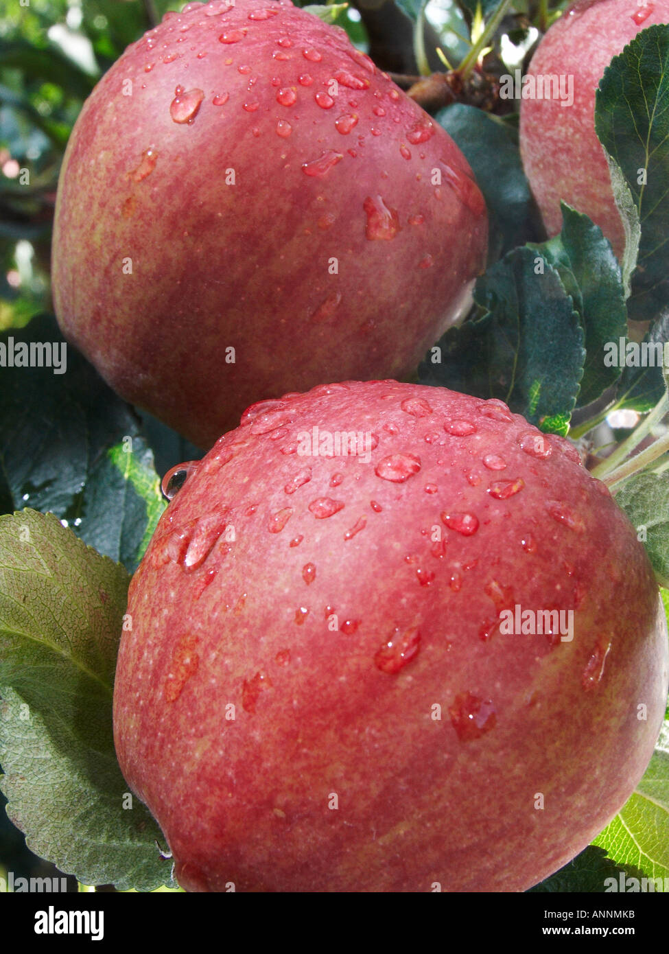 Discovery apples growing on a tree ready to be harvested on a farm in ...
