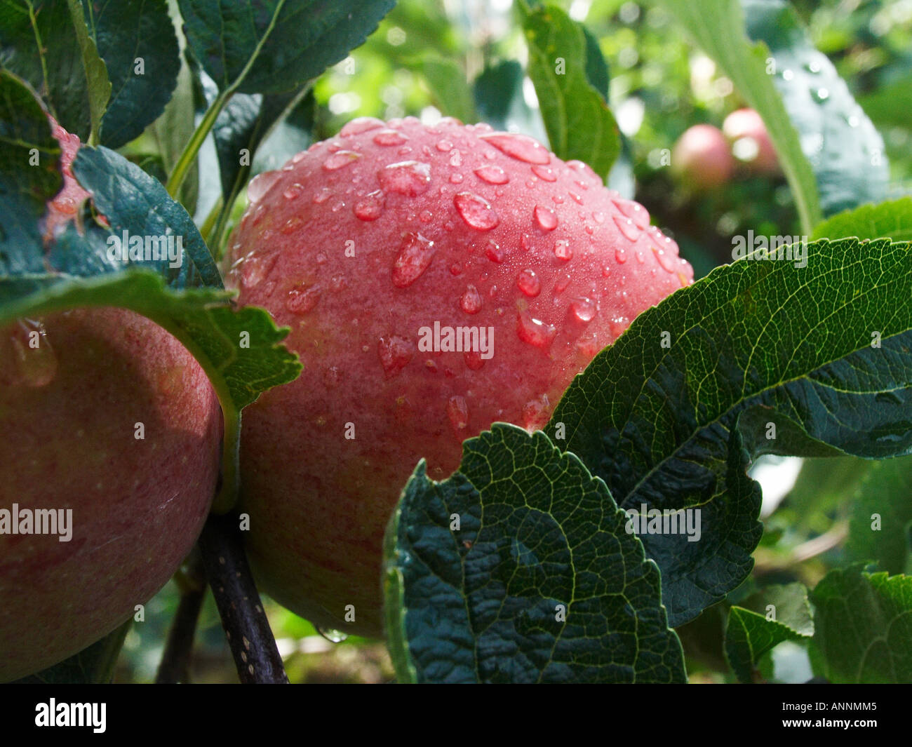 Discovery apples growing on a tree ready to be harvested on a farm in ...