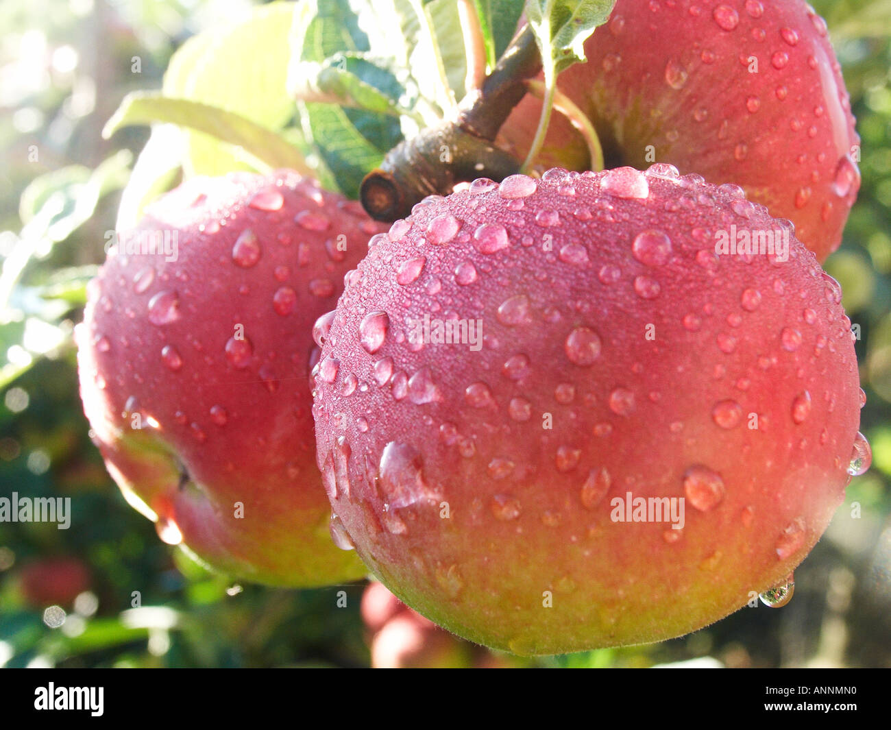 Kent apple discovery hi-res stock photography and images - Alamy