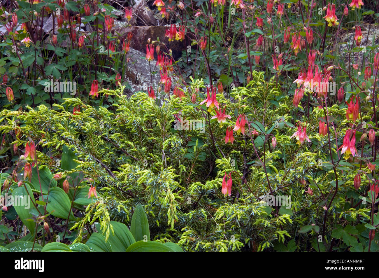 Red columbine (Aquilegia canadensis) Whitefish First Nation, Ontario ...