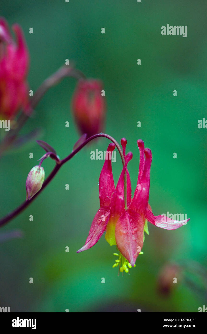 Red columbine (Aquilegia canadensis) Whitefish First Nation, Ontario ...