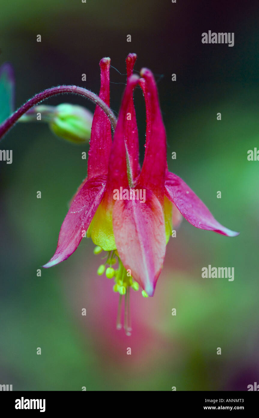 Red columbine (Aquilegia canadensis) Whitefish First Nation, Ontario ...